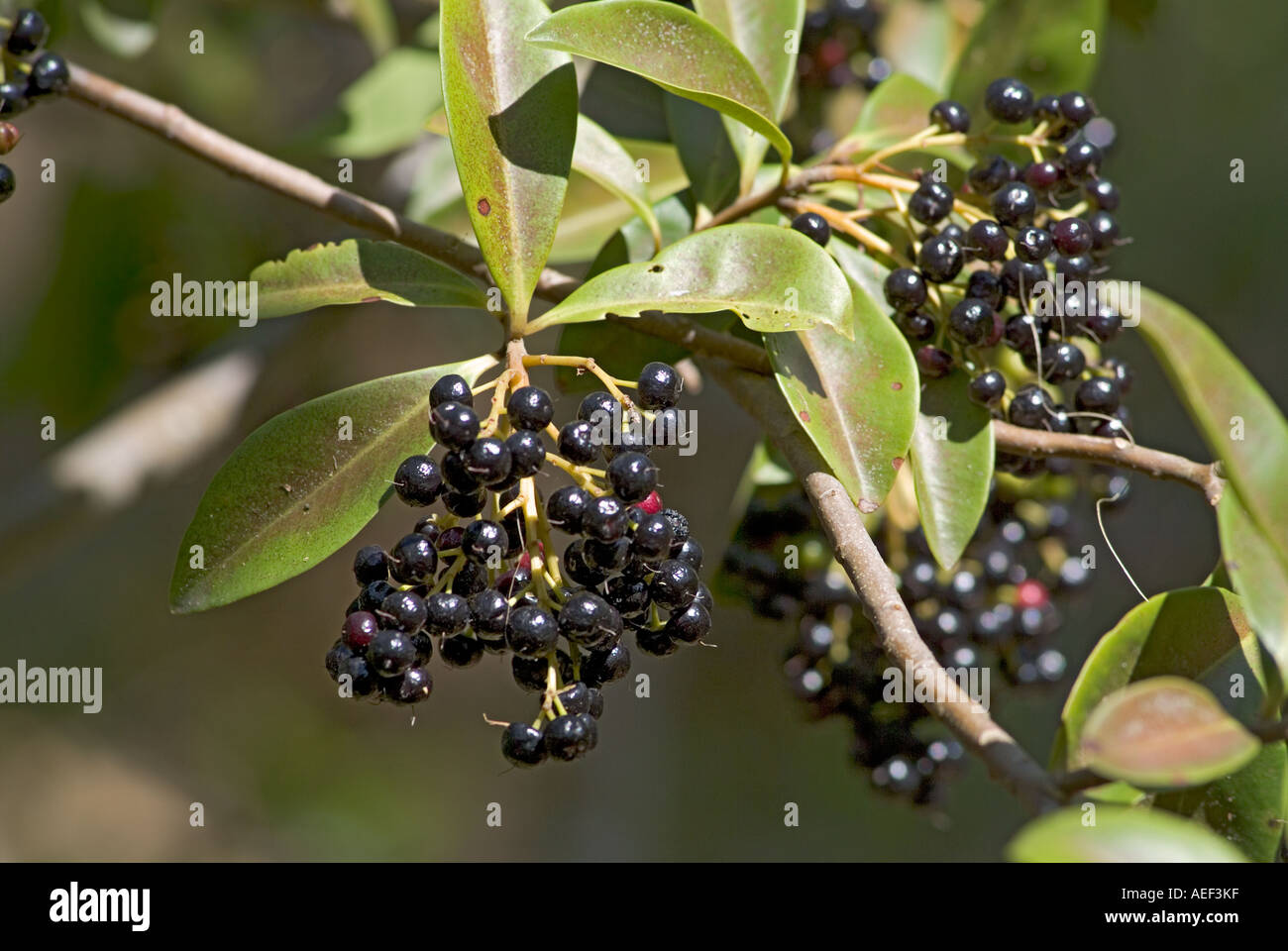 marlberry Ardisia escallonioides Florida Native Plant Stock Photo - Alamy