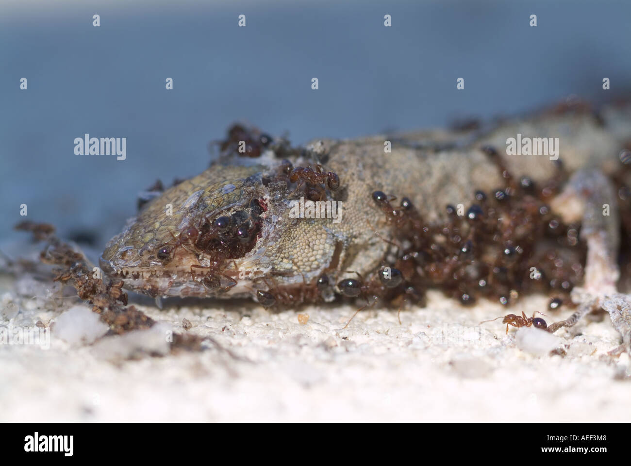 red fire ants Solenopsis invicta swarming over and consuming a dead ...