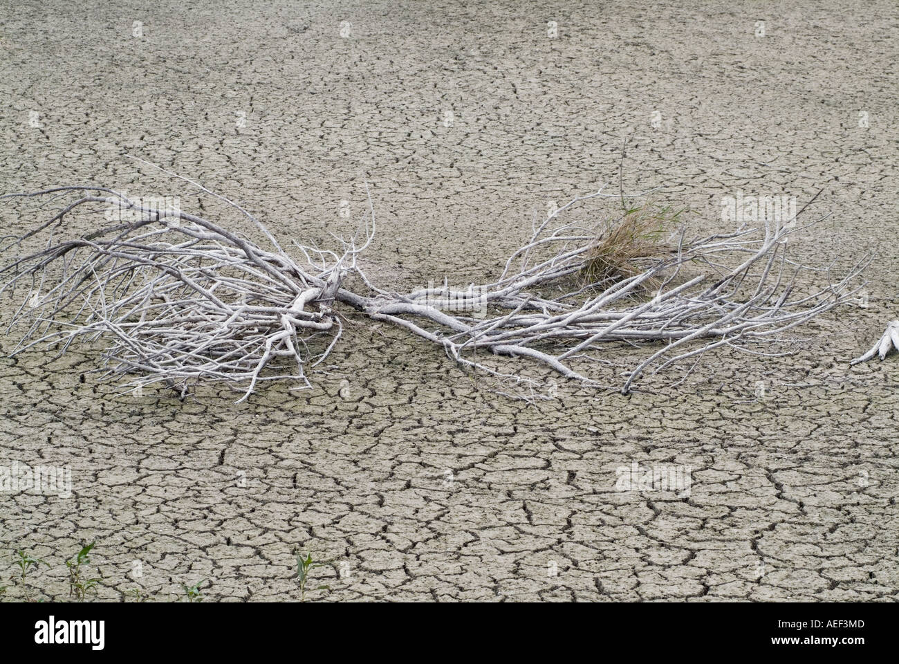 dry dried cracked earth drought dead tree drying cracking ground dirt ...