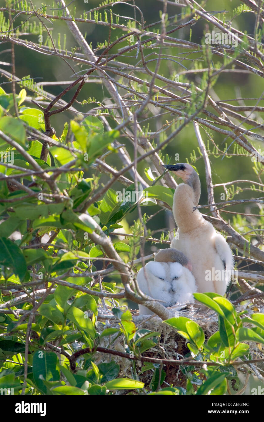 immature juvenile baby birds in nest Anhinga Stock Photo - Alamy