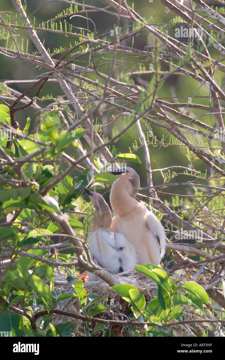 Immature anhinga hi-res stock photography and images - Alamy