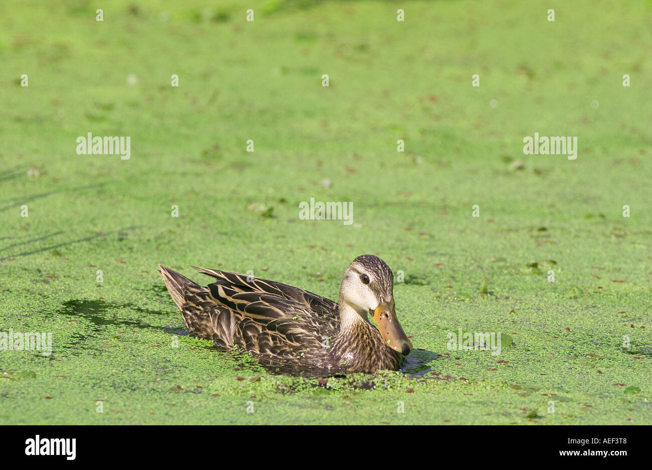mottled duck Anas fulvigula in duckweed wetland birds ducks wetlands ...