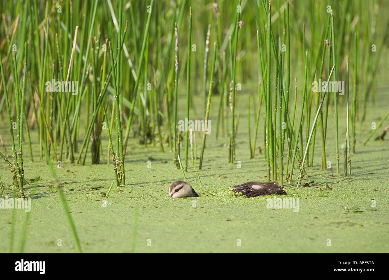 duckling mottled duck Anas fulvigula in duckweed wetland birds ducks ...