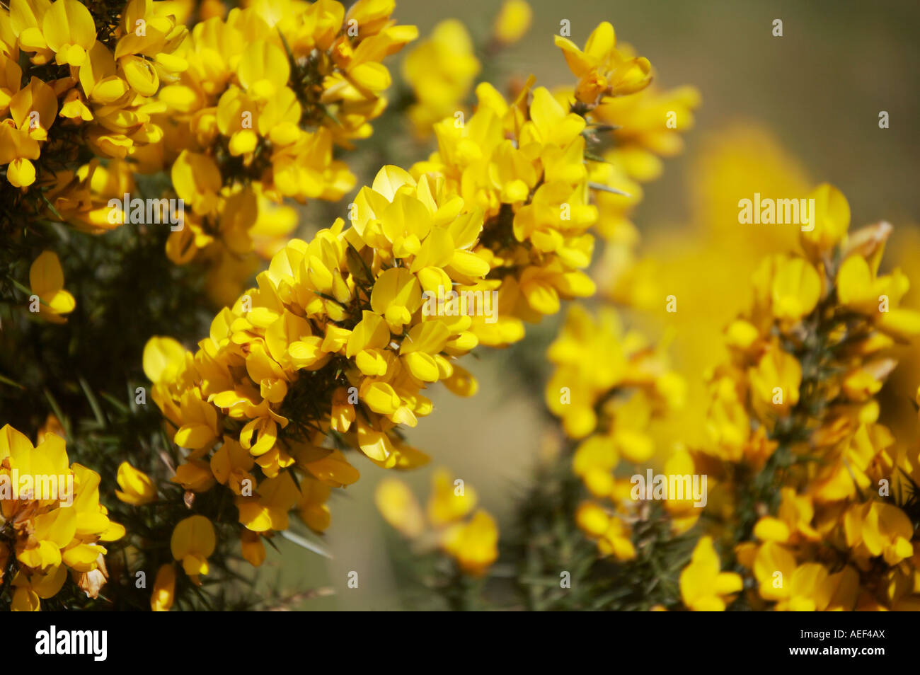 Common Gorse Ulex europaeus Flowers Stock Photo - Alamy