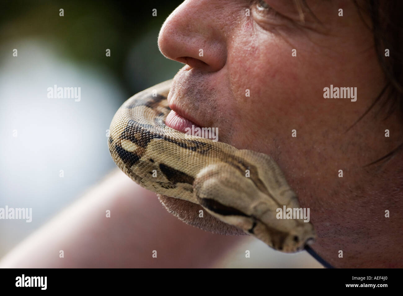 Harmless pet snake hi-res stock photography and images - Alamy