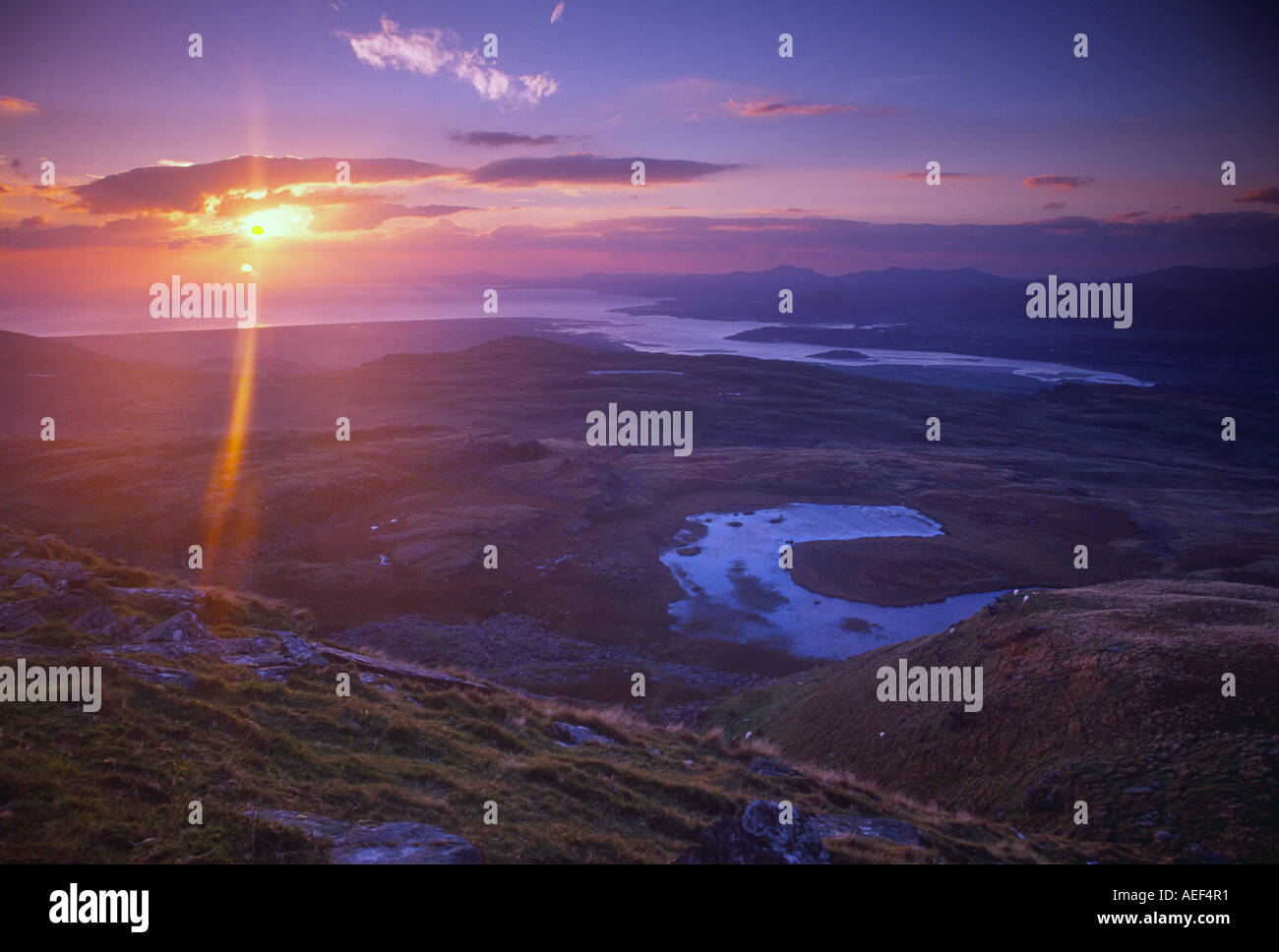Northern rhinogs hi-res stock photography and images - Alamy