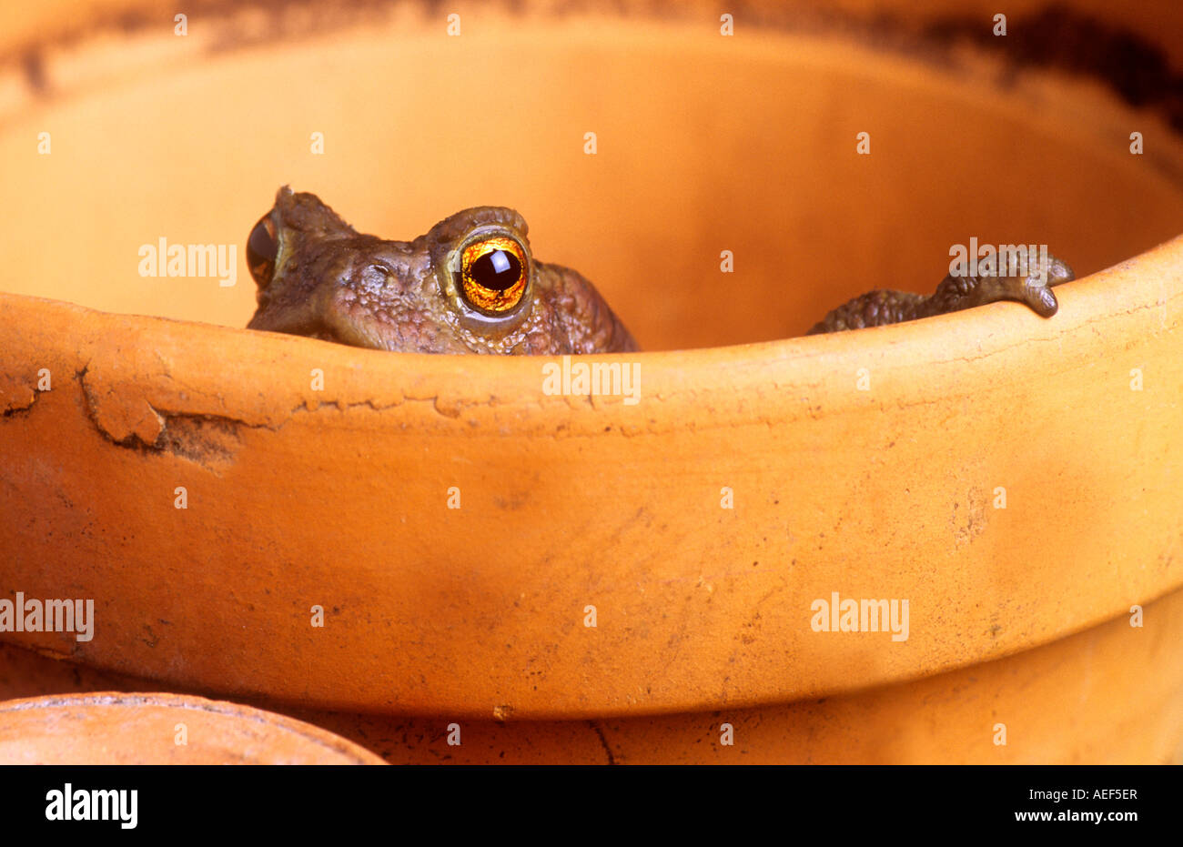 Toad in clay pot Stock Photo - Alamy