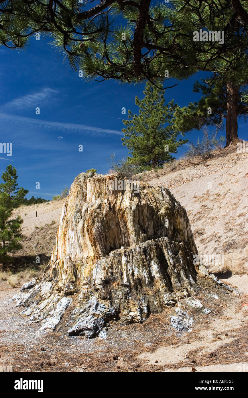 Petrified tree stump at the Florissant Fossil Beds National Monument ...