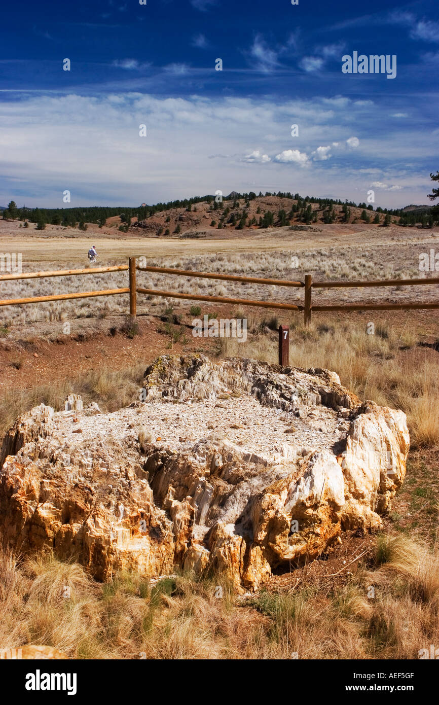 Petrified tree stump at the Florissant Fossil Beds National Monument ...
