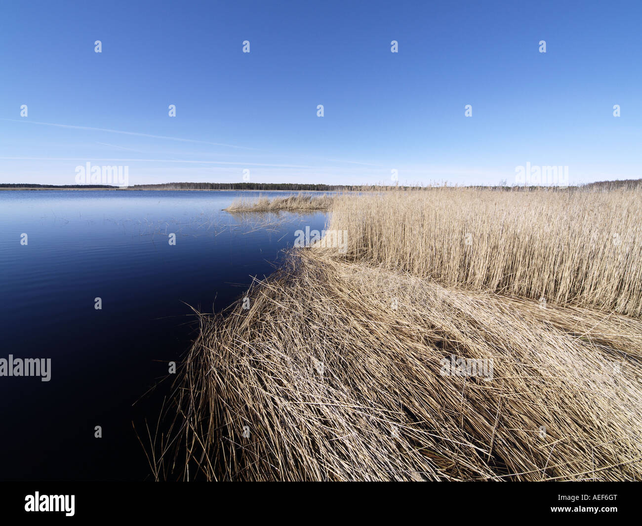 Reedy lake hi-res stock photography and images - Alamy