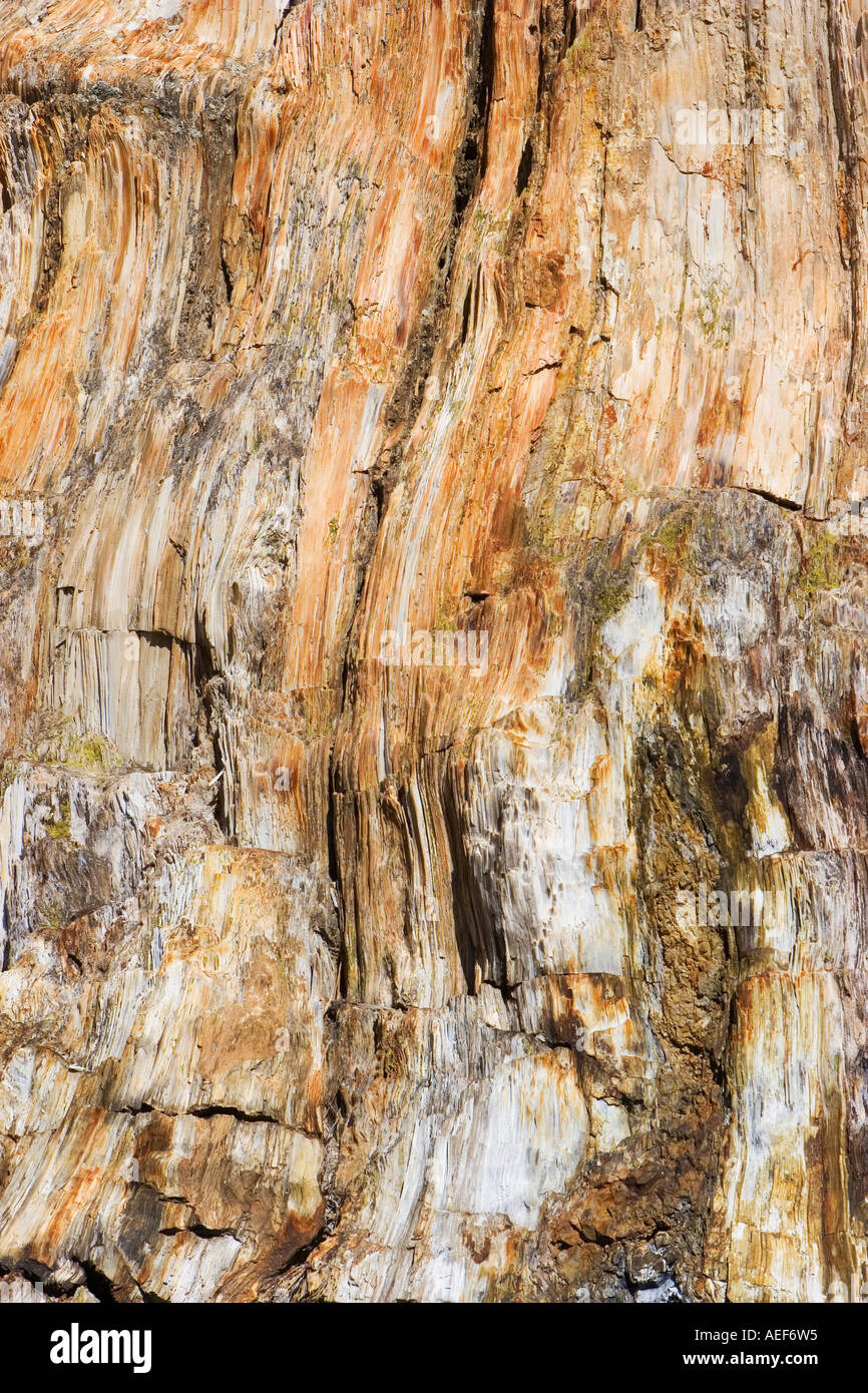 Petrified tree stump at the Florissant Fossil Beds National Monument ...