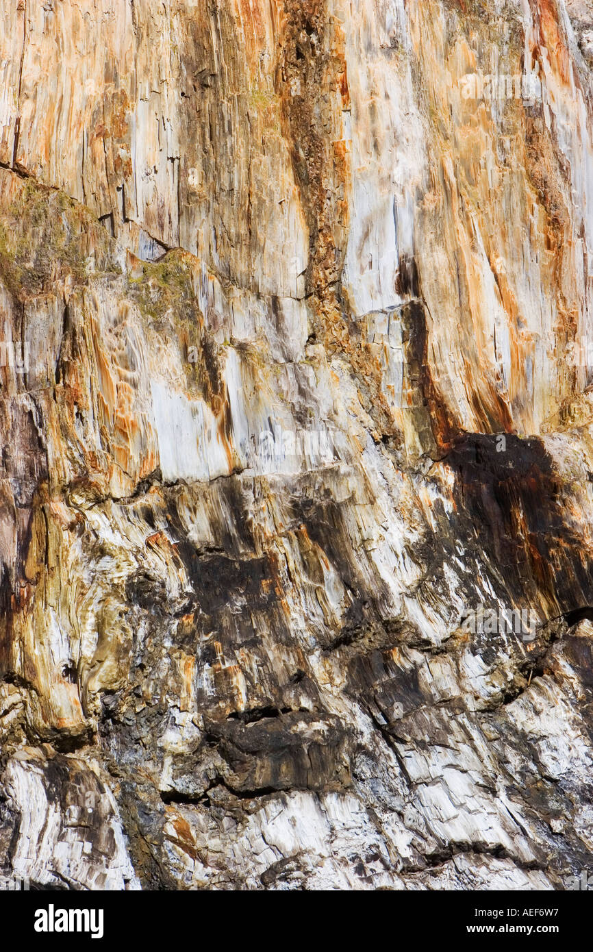 Petrified tree stump at the Florissant Fossil Beds National Monument ...