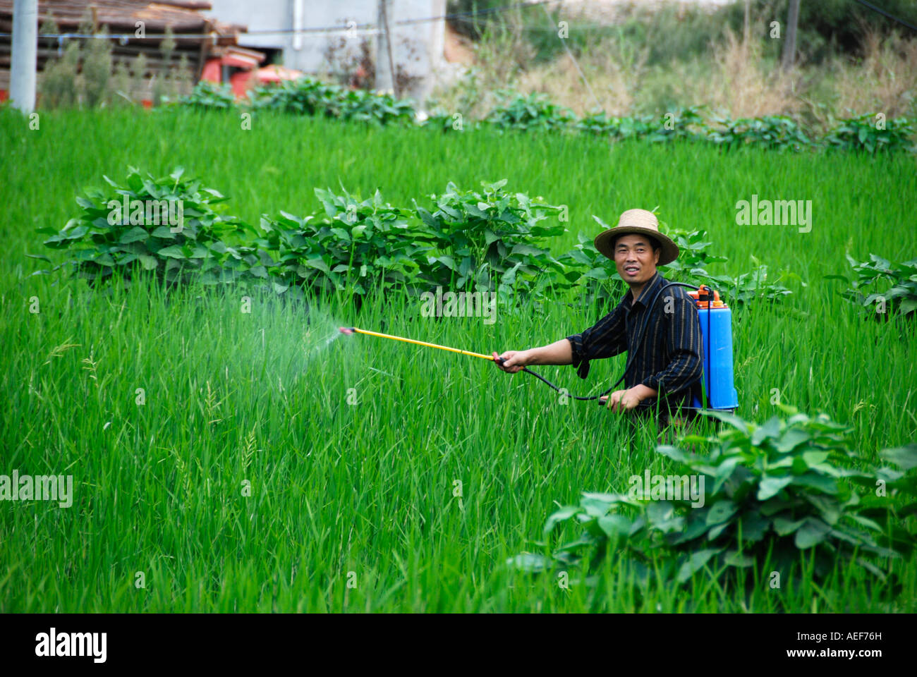 A rice farmer spraying in rice fields in a small village, in the ...