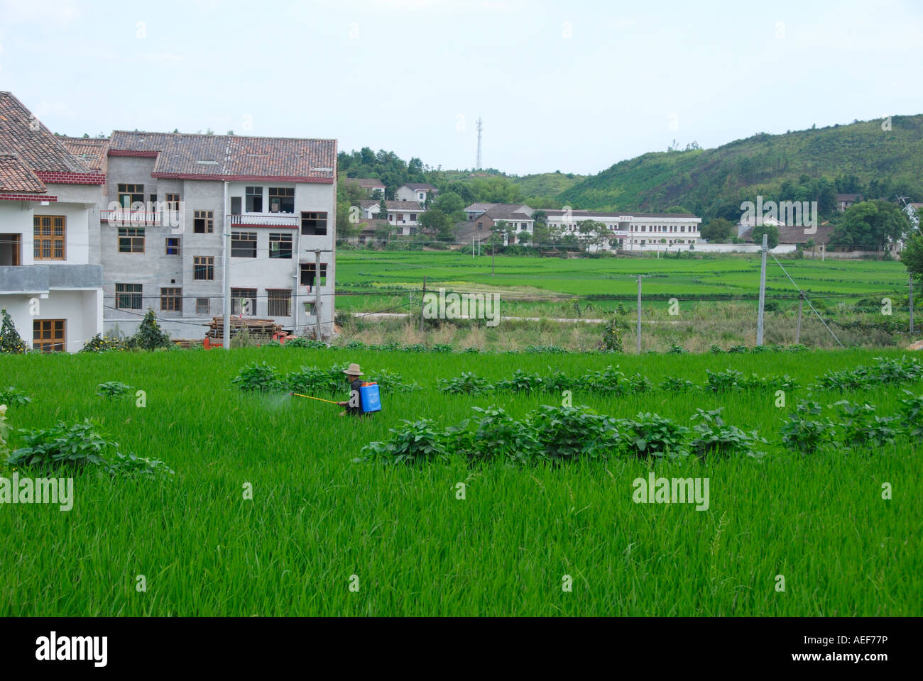 A rice farmer spraying in rice fields in a small village, in the ...