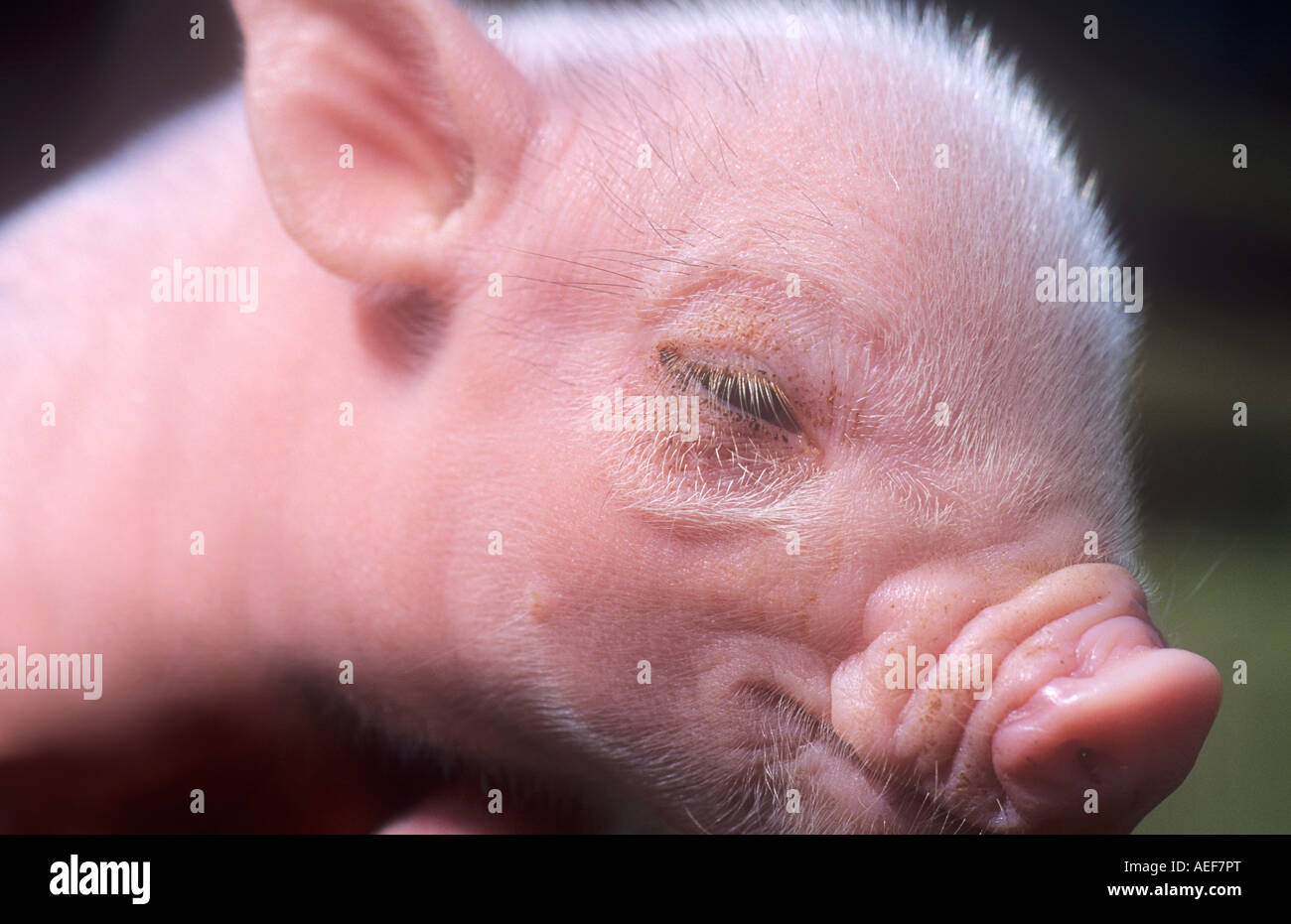 Funny piglet humor humour hi-res stock photography and images - Alamy