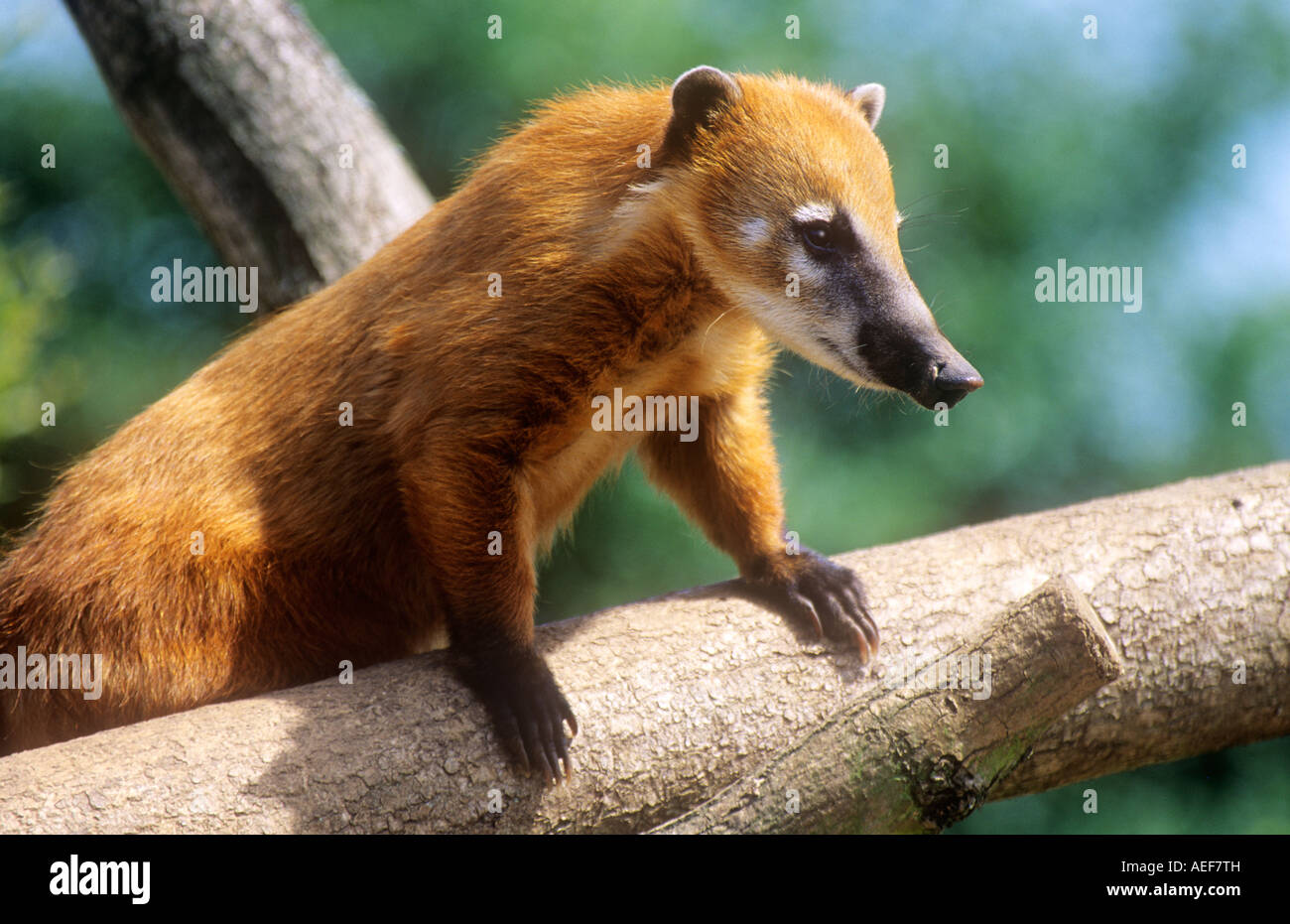 Ring tailed coati Stock Photo - Alamy