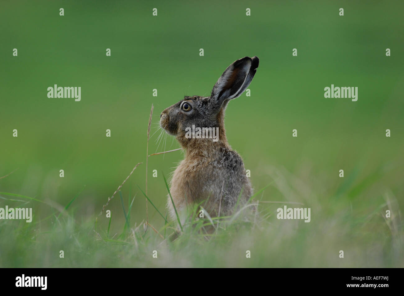 Portrait of a hare hi-res stock photography and images - Alamy