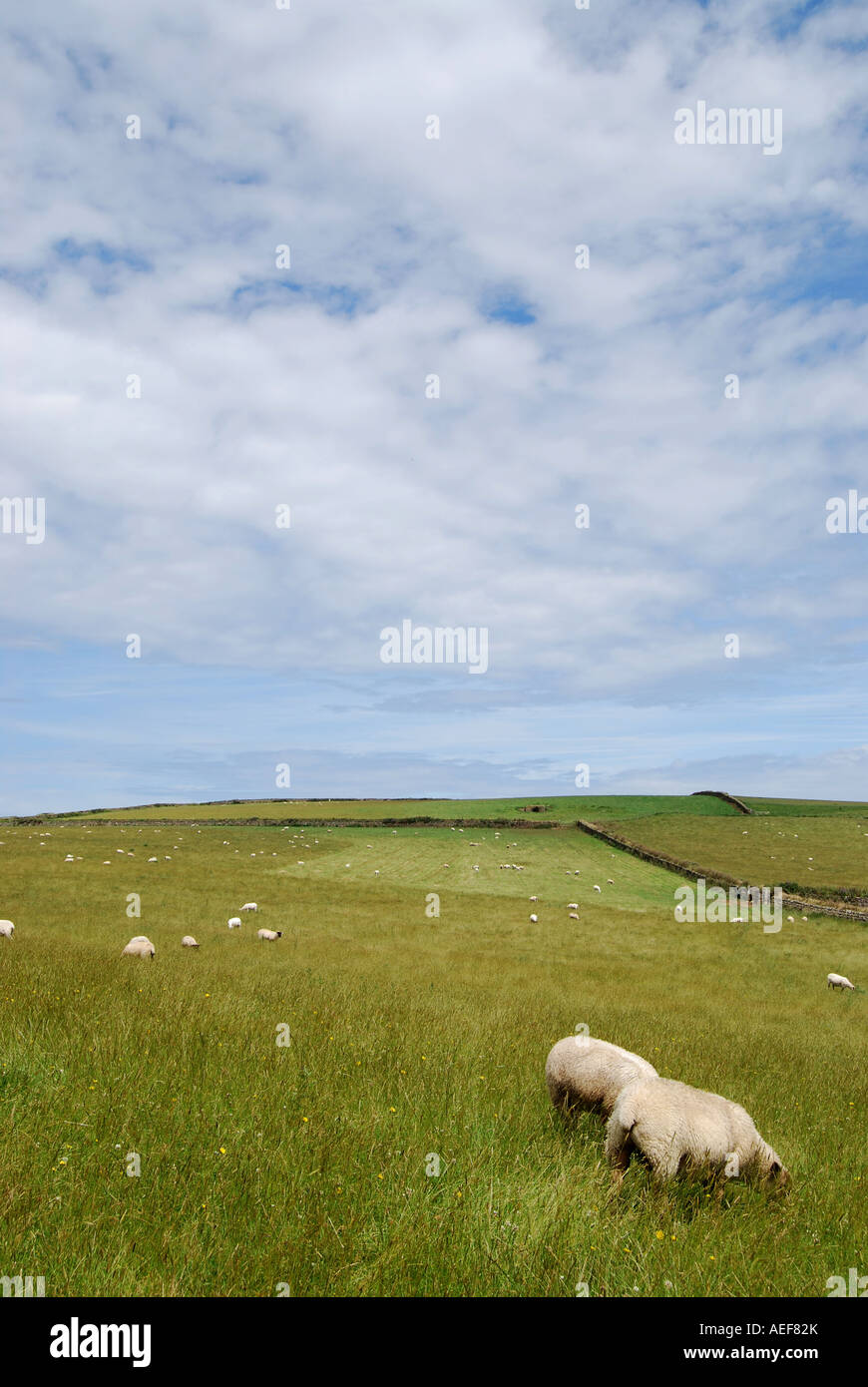 Sheep. Croyde, North Devon Stock Photo - Alamy