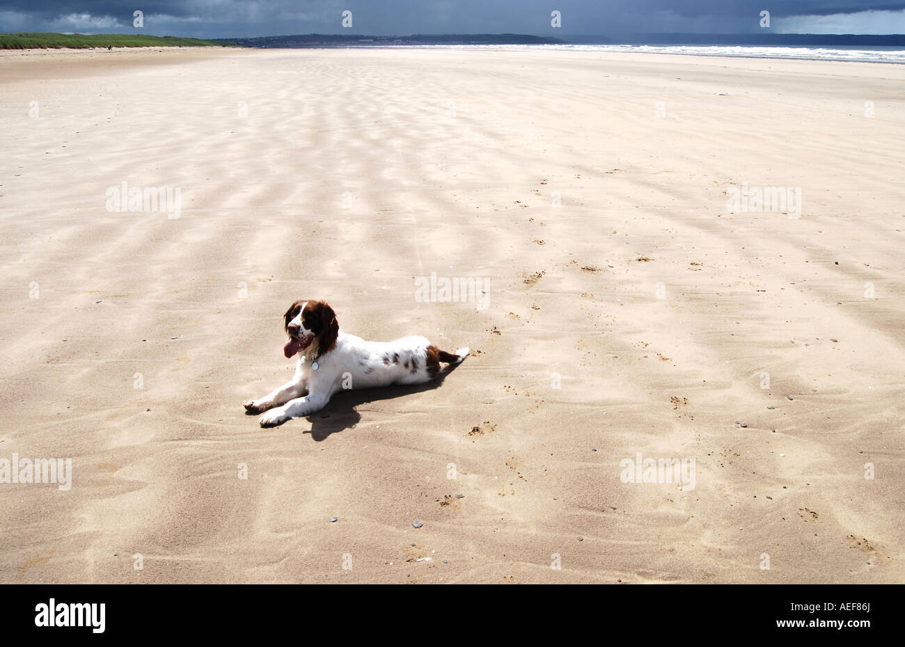 Springer Spaniel dog laying on the beach. Saunton Sands, Devon Stock ...