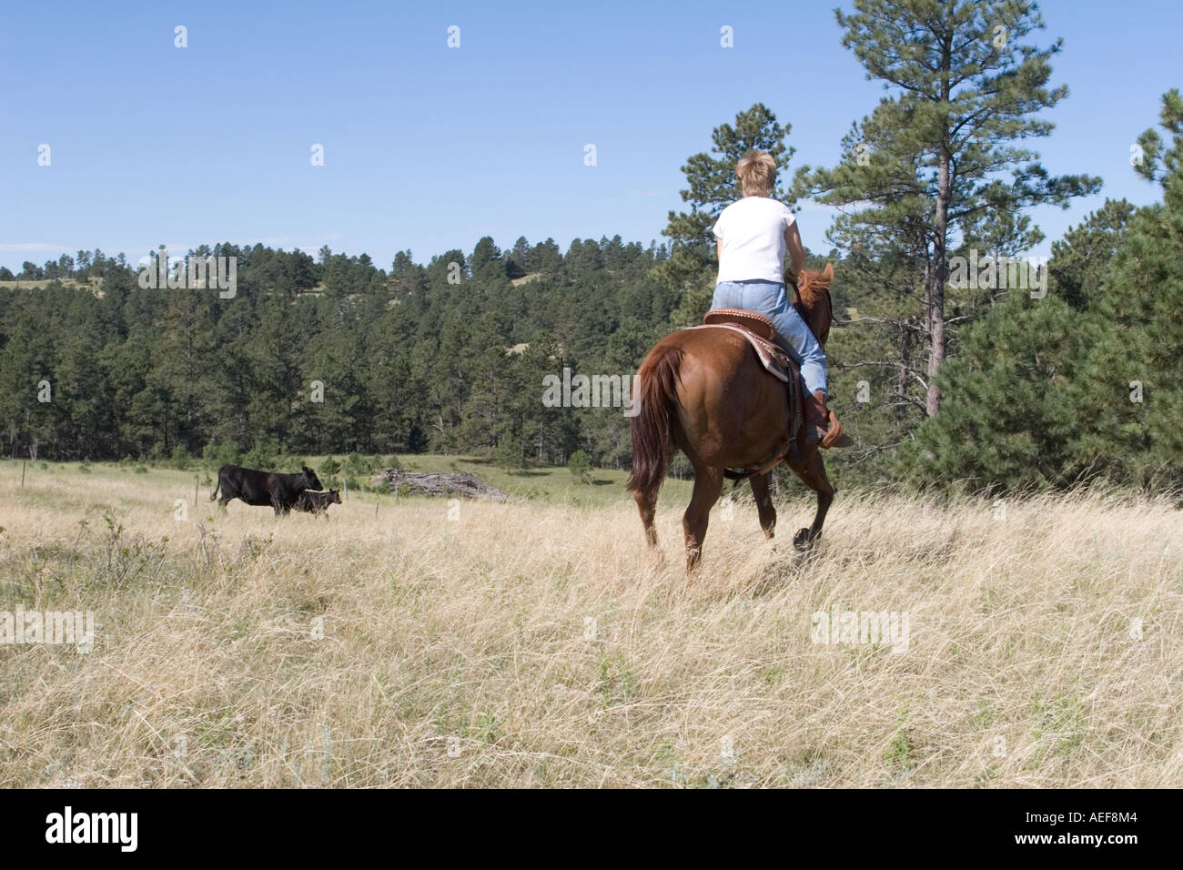 Ponderosa is a guest ranch where people can try their hand at cowboy ...