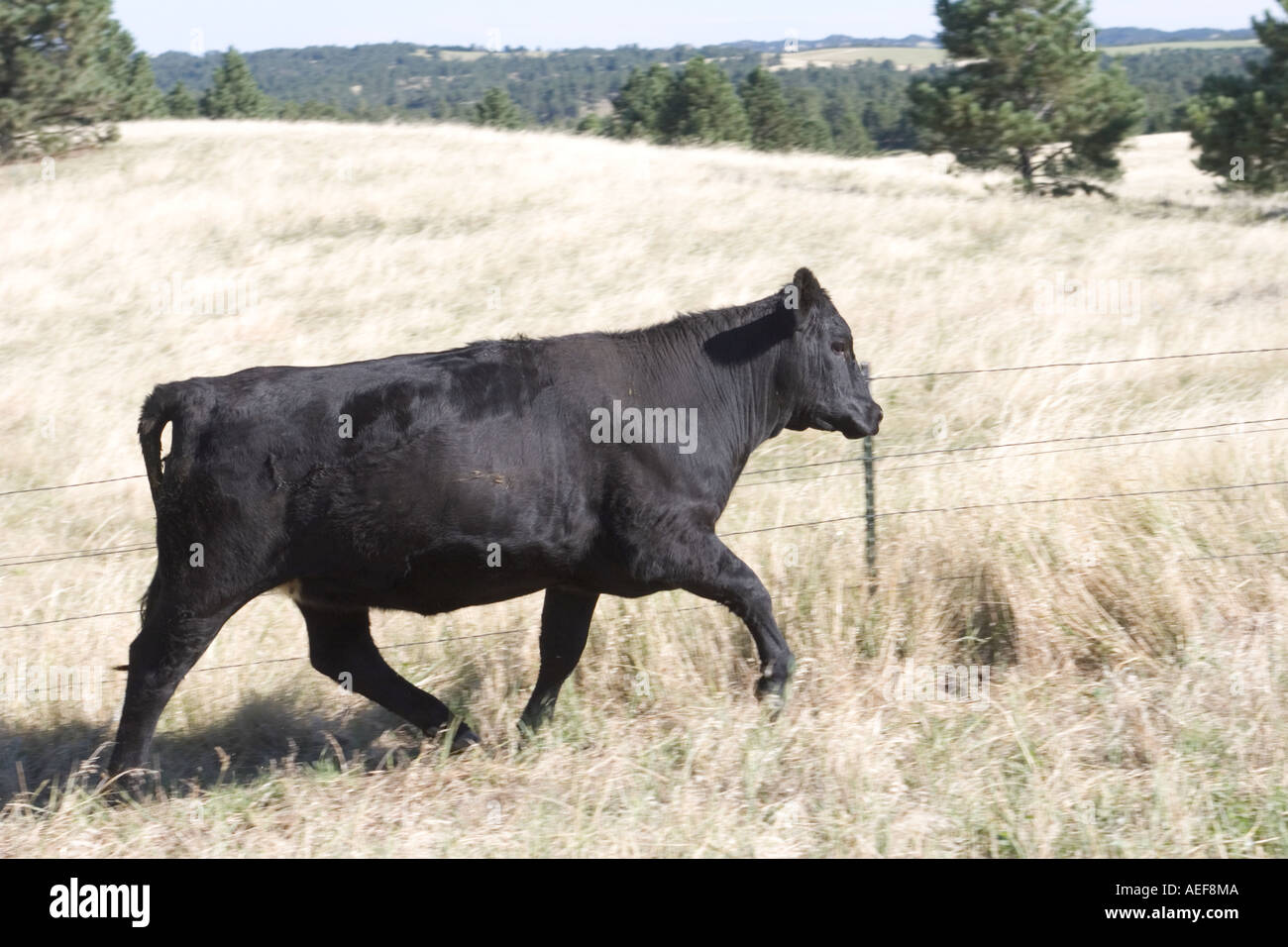 Nebraska sandhills cattle hi-res stock photography and images - Alamy
