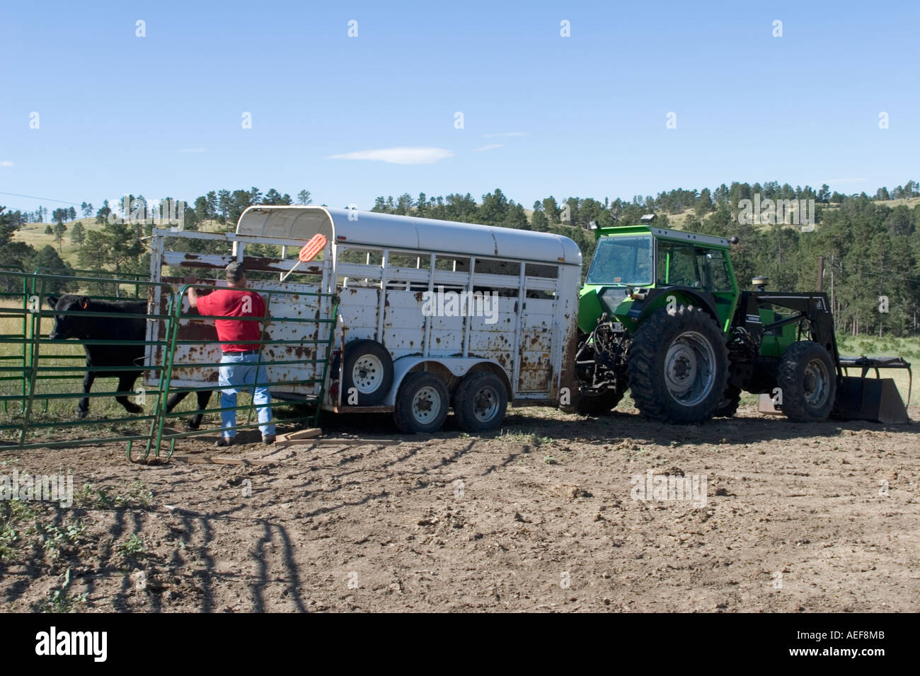Sorting cattle at the Ponderosa ranch in the Nebraska Sandhills ...