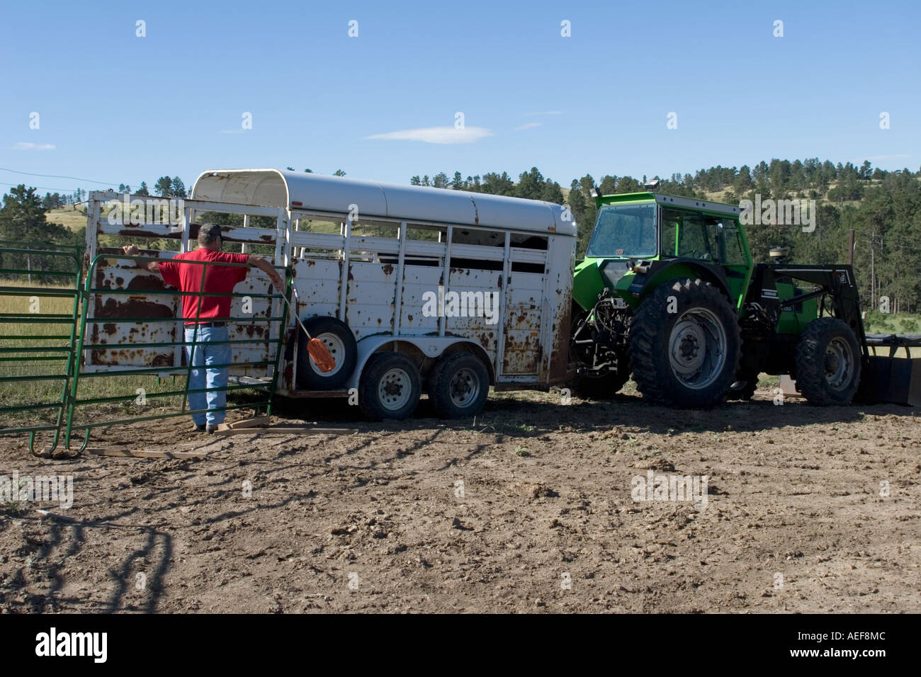 Sorting cattle at the Ponderosa ranch in the Nebraska Sandhills ...