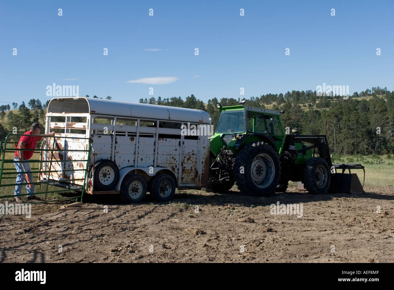 Sorting cattle at the Ponderosa ranch in the Nebraska Sandhills ...