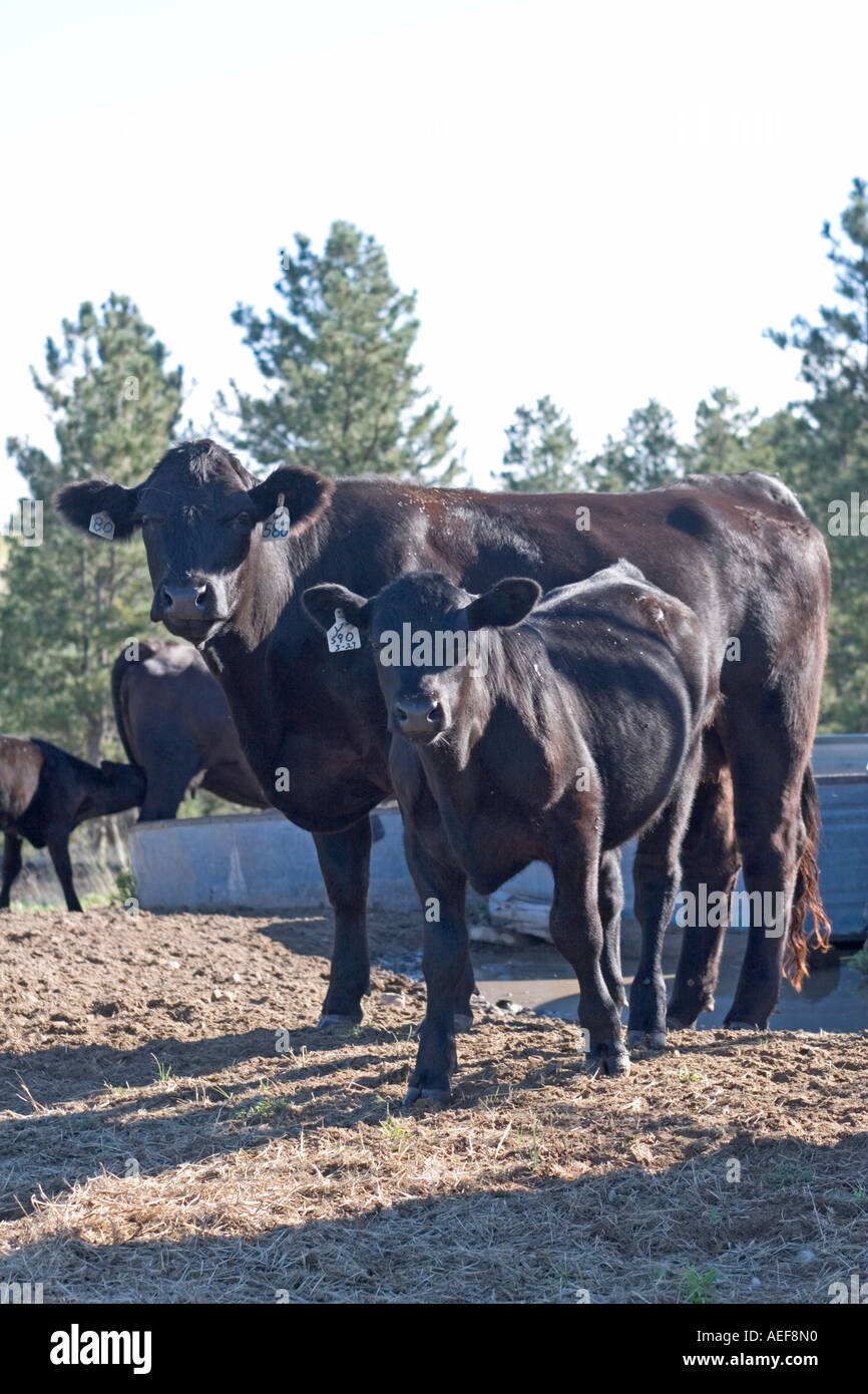 Cow and calf next to watering station in rural Nebraska Ponderosa ranch ...