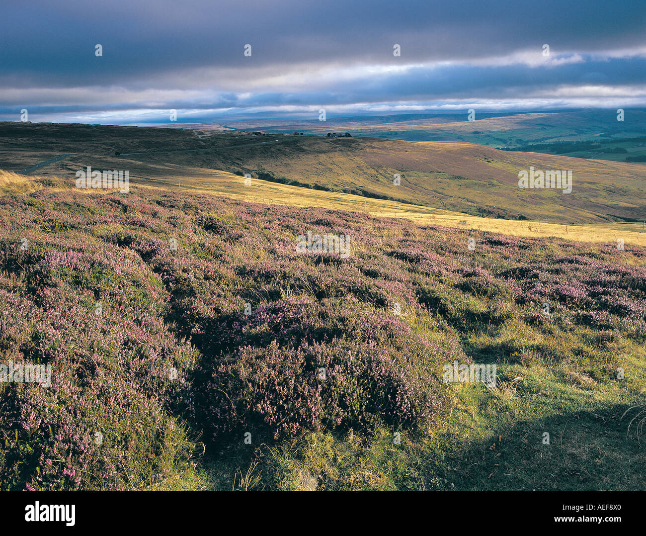 Stanhope Moor, Weardale, County Durham, UK Stock Photo - Alamy