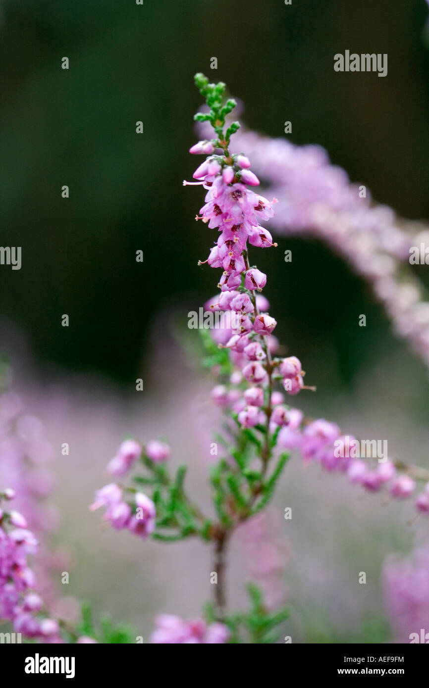 Erica - Erica Stock Photo - Alamy