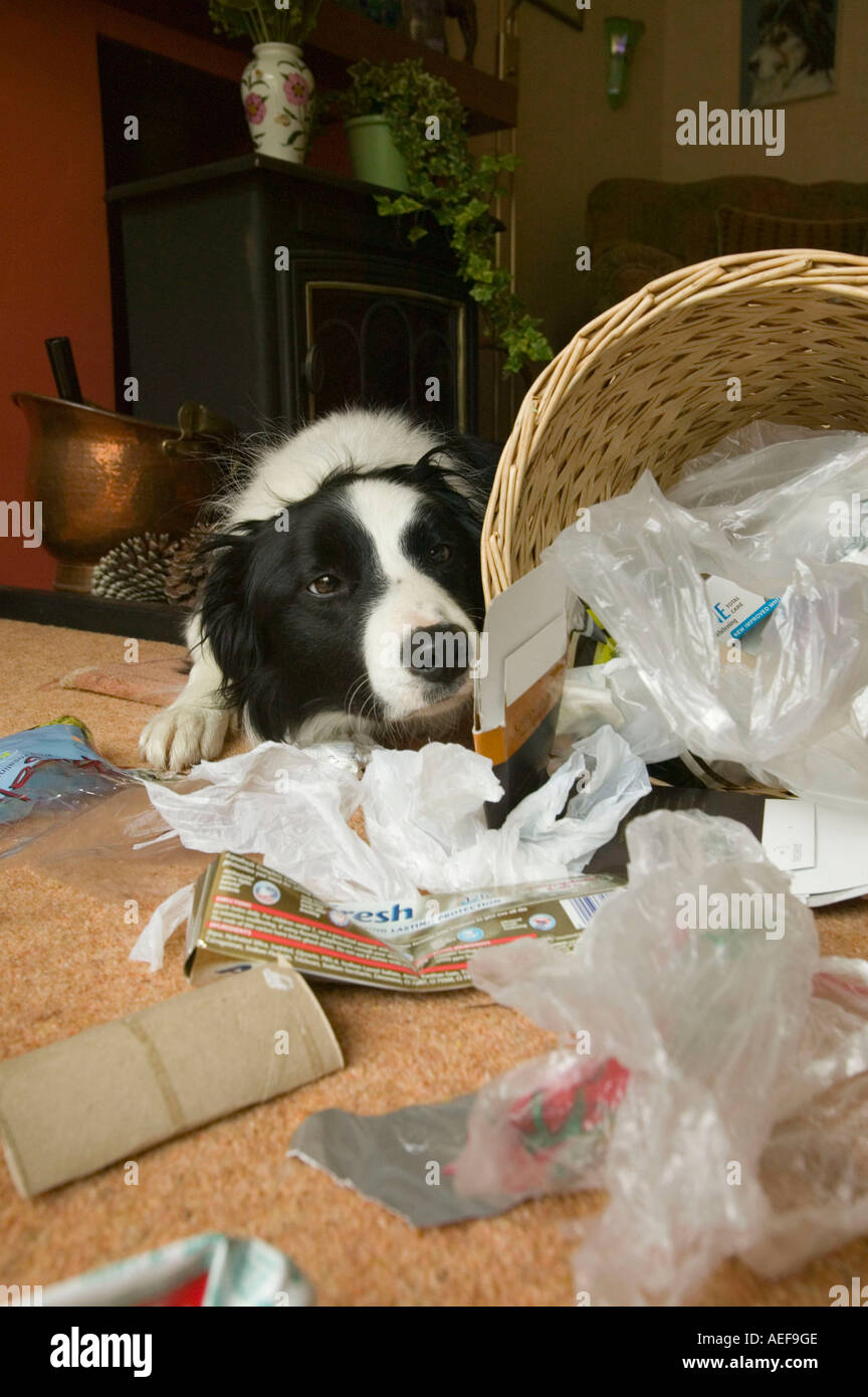 a badly behaved border collie dog rumages through a household litter ...