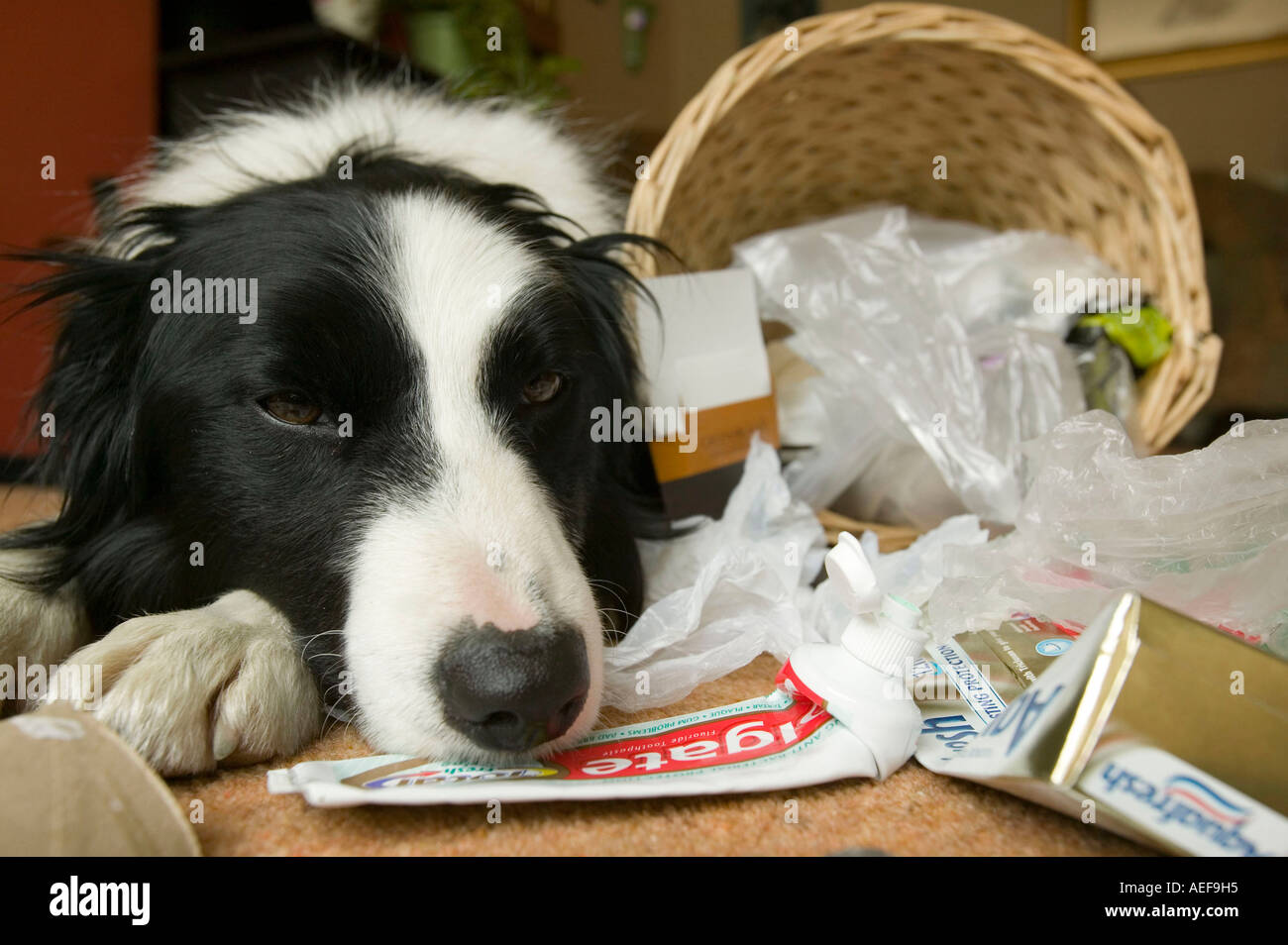 a badly behaved border collie dog rumages through a household litter ...
