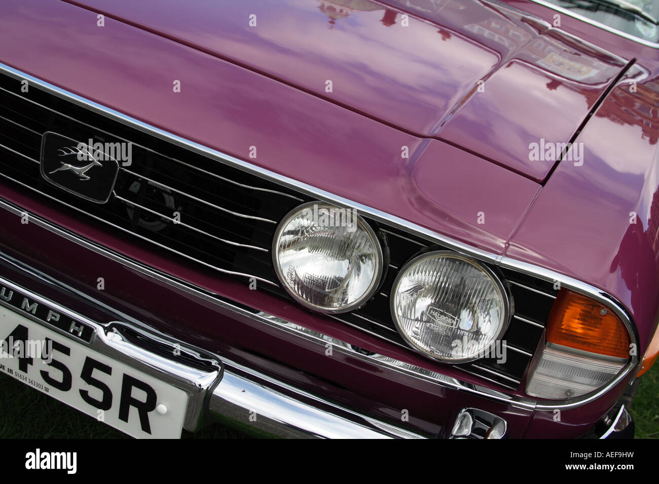 Purple Triumph Stag Stock Photo - Alamy