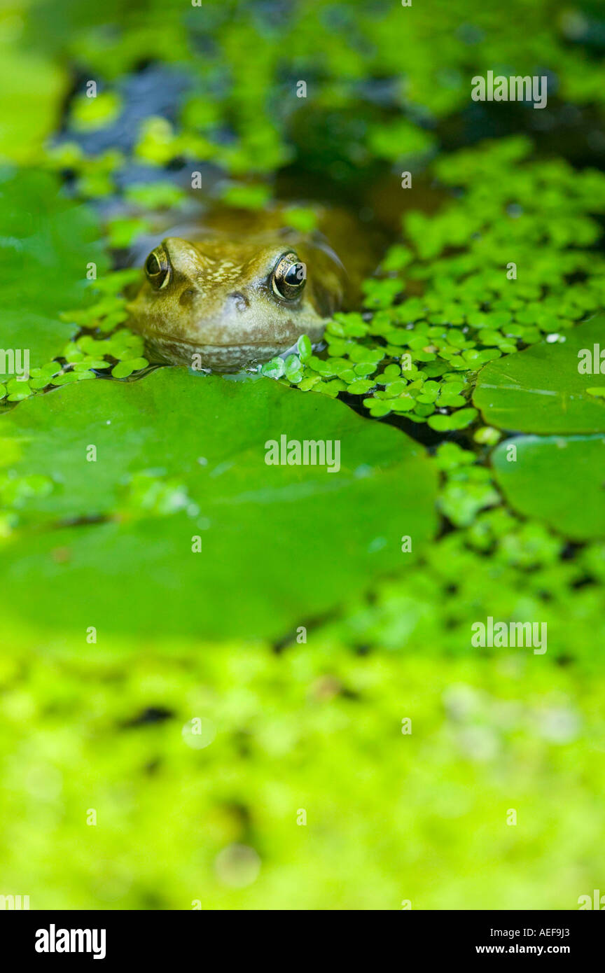 Frog haven hi-res stock photography and images - Alamy
