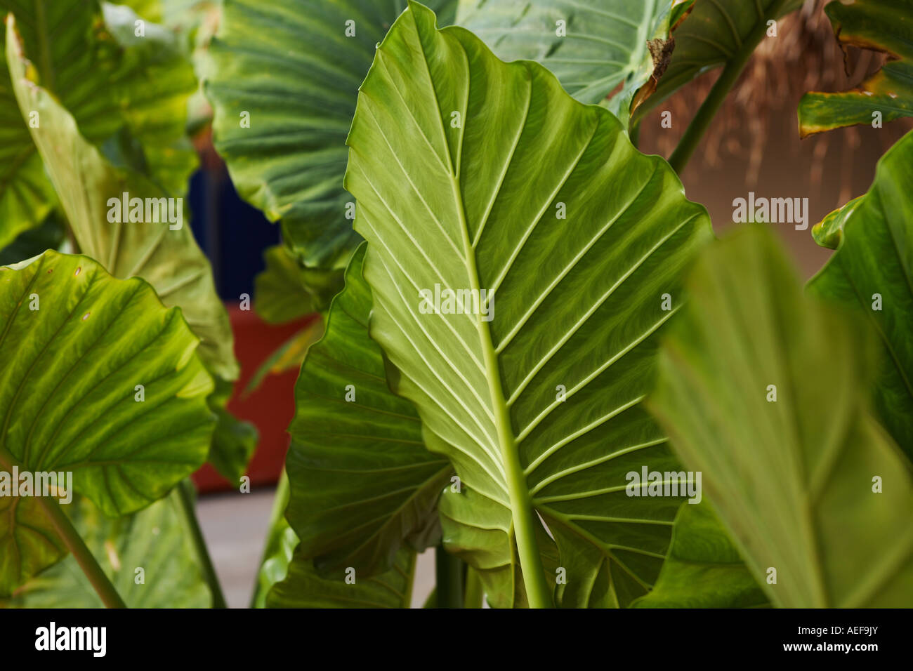 Giant Plant Leaves in San Miguel Quintana Roo, Cozumel, Mexico Stock ...