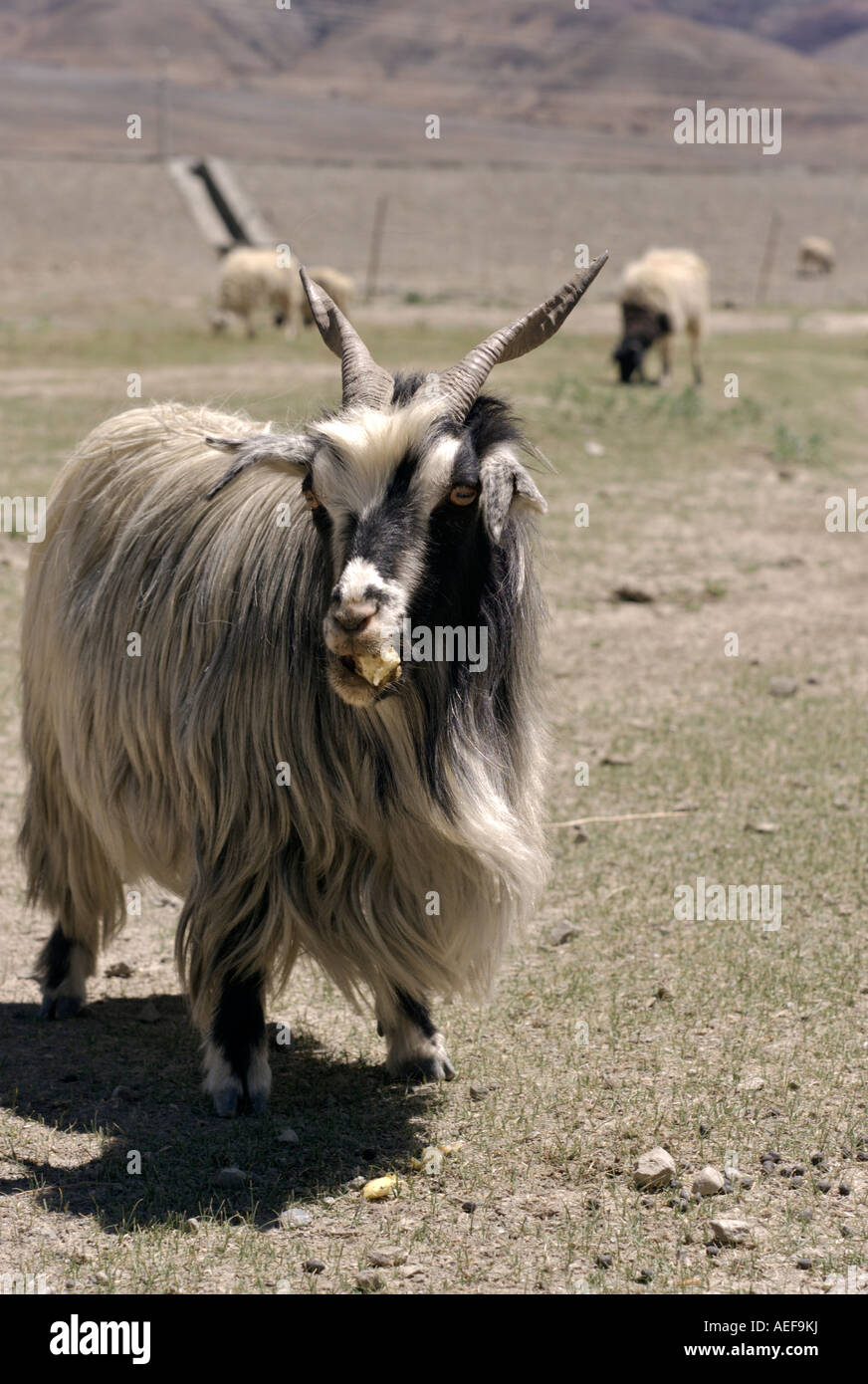 Tibetan goat hi-res stock photography and images - Alamy