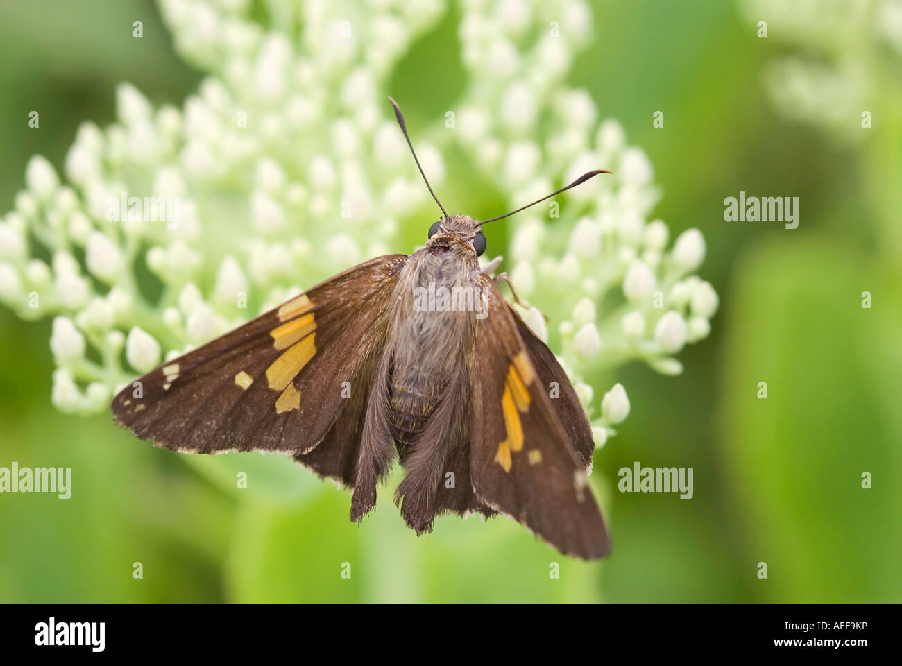 Silver spotted Skipper Stock Photo - Alamy