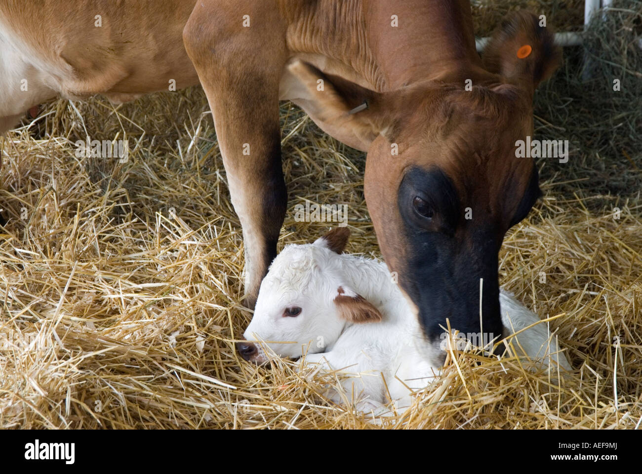Newborn Calf Stock Photo - Alamy