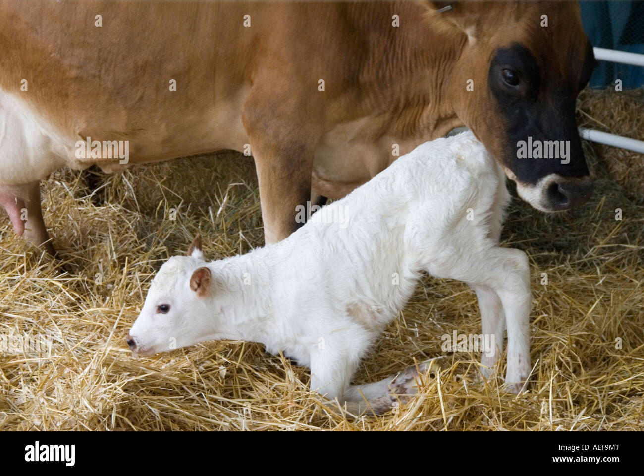 Newborn Calf Taking its First Steps Stock Photo - Alamy