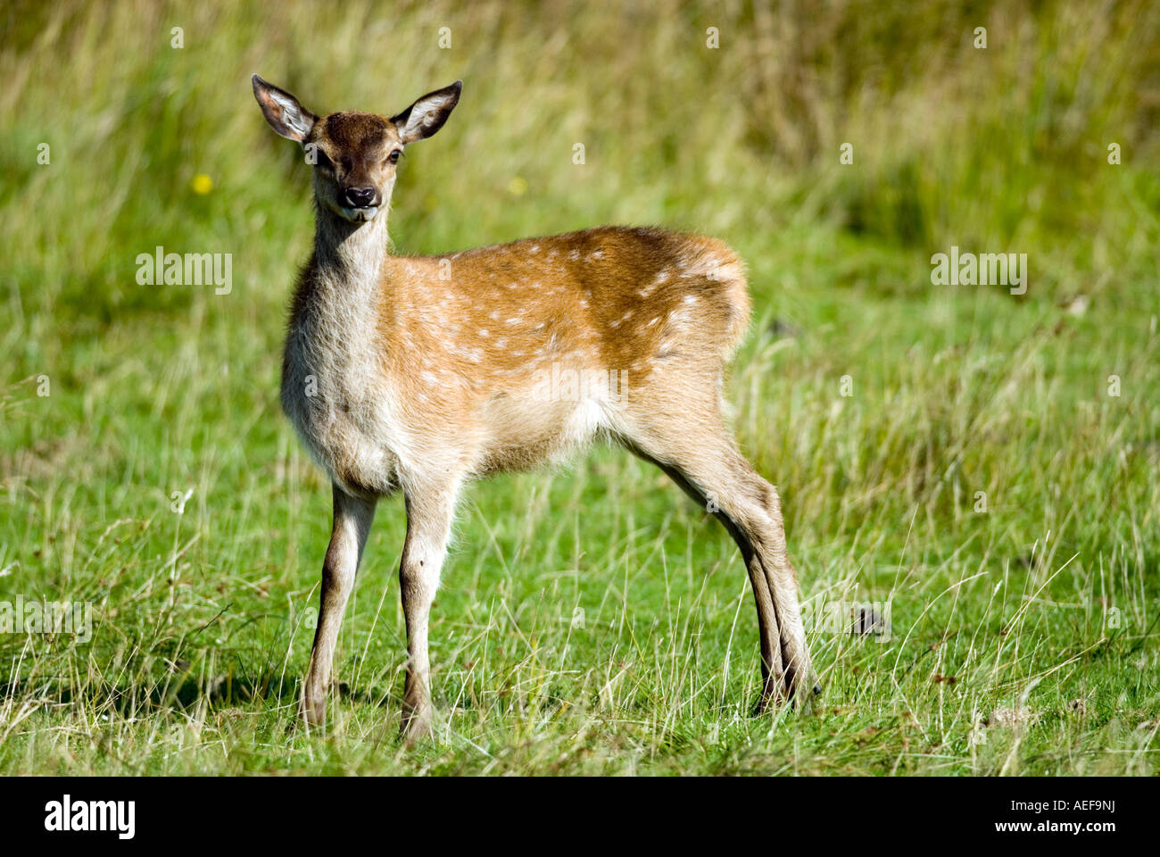 A juvenile Red deer calf Stock Photo - Alamy