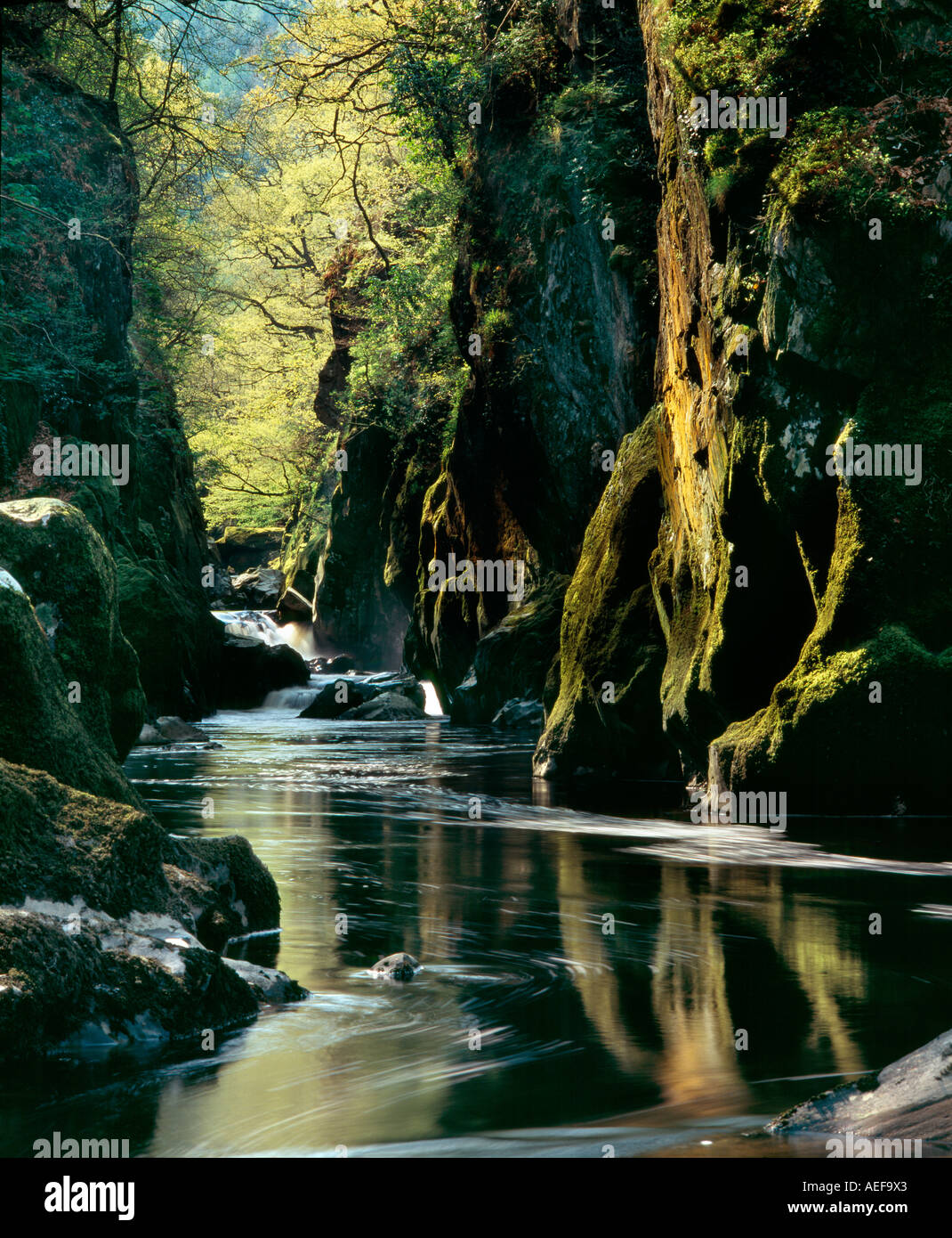 Spring in Fairy Glen, afon Conwy. Snowdonia National Park. Wales Stock ...