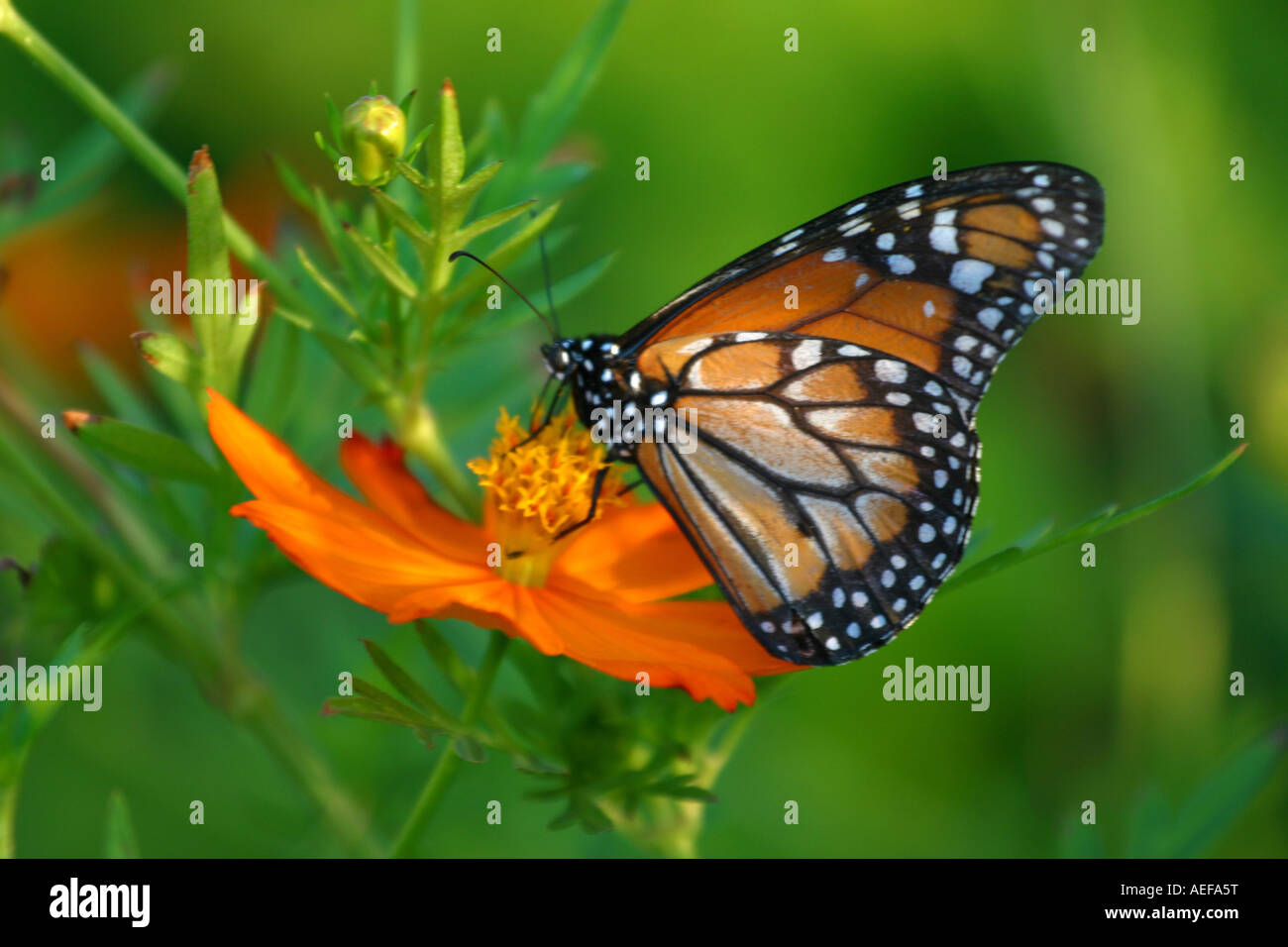 orange butterfly standing on a flower Stock Photo - Alamy