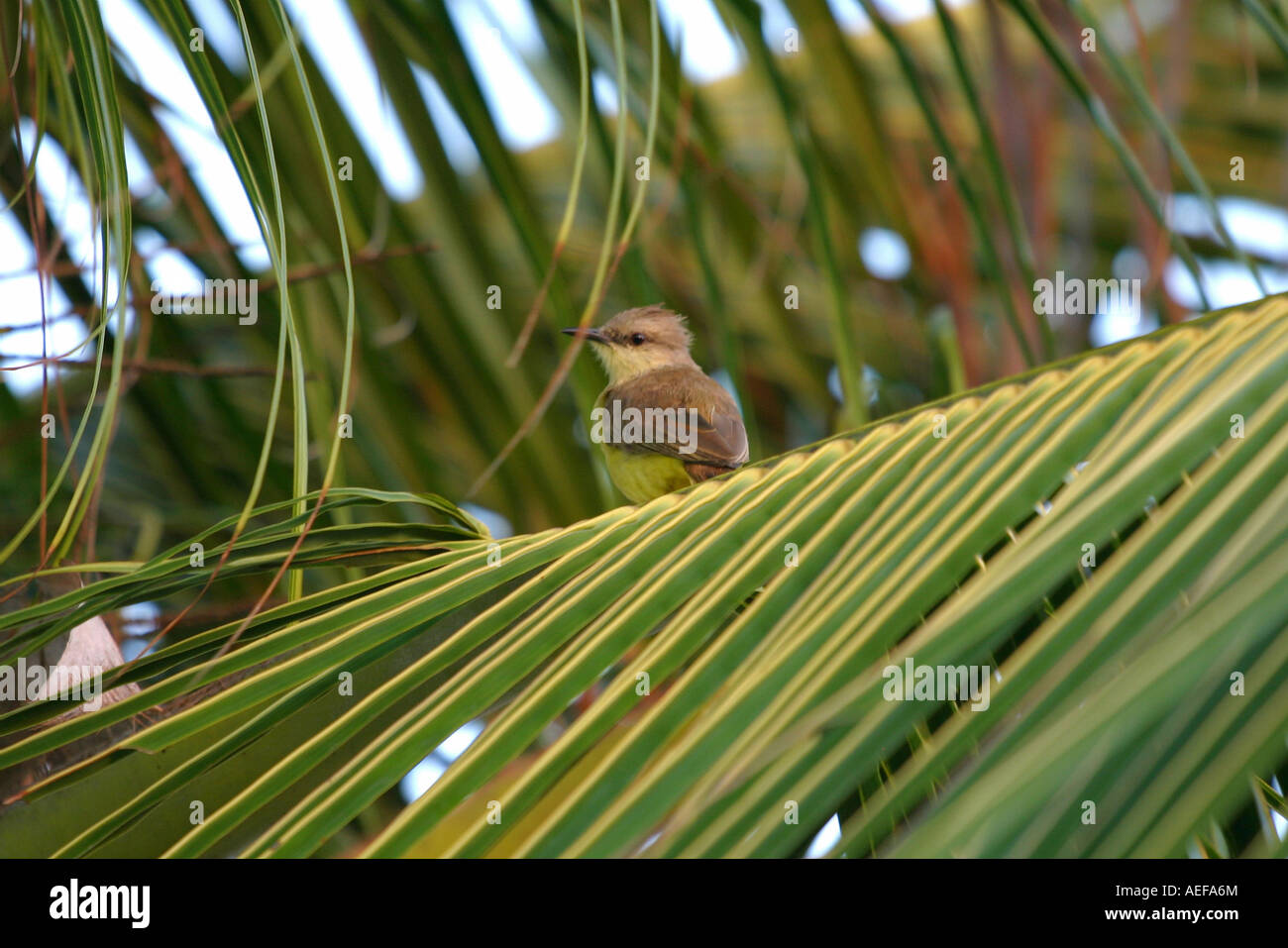 little bird on top of a palm tree Stock Photo - Alamy