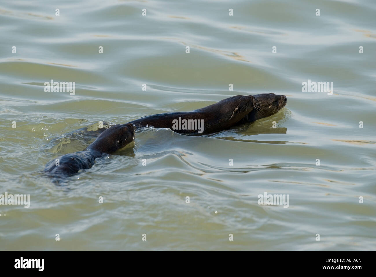 Marine otter lontra felina chungungo hi-res stock photography and ...