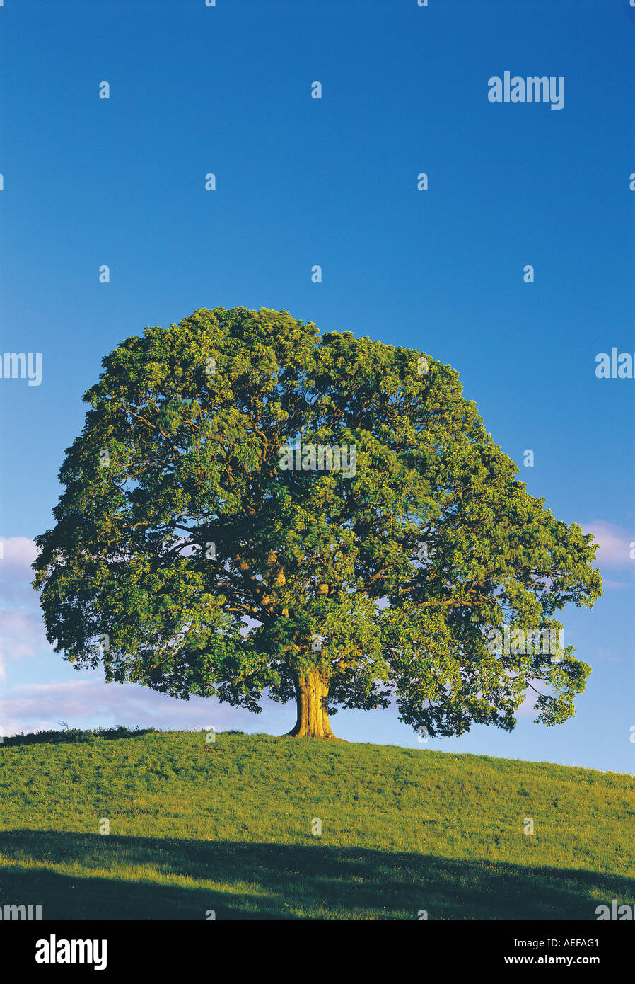 Spring oak tree near Chollerford, Northumberland, UK Stock Photo - Alamy
