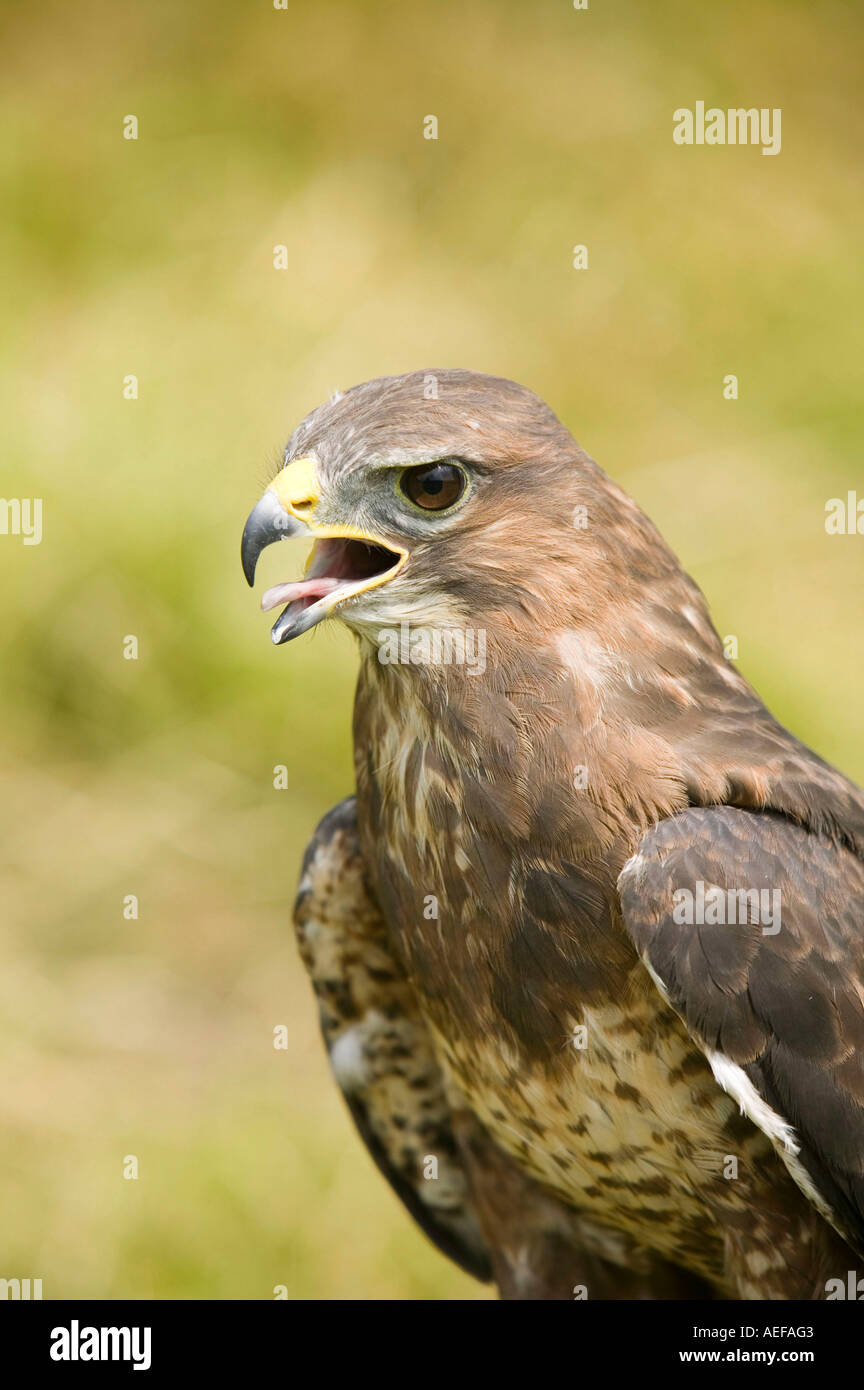 Buzzard With Large Wingspan High Resolution Stock Photography and ...