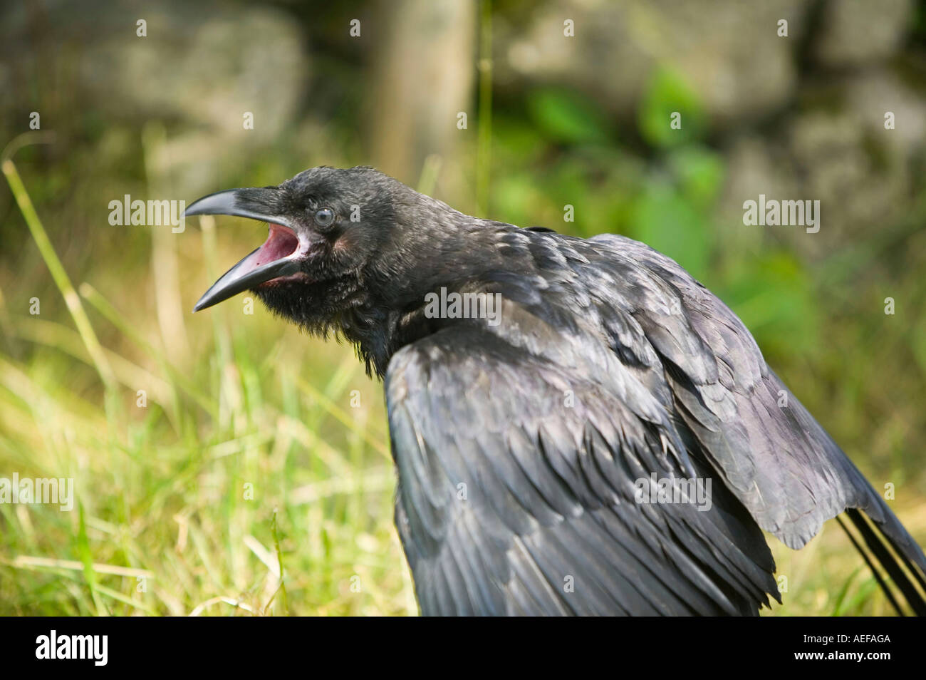Raven wingspan hi-res stock photography and images - Alamy