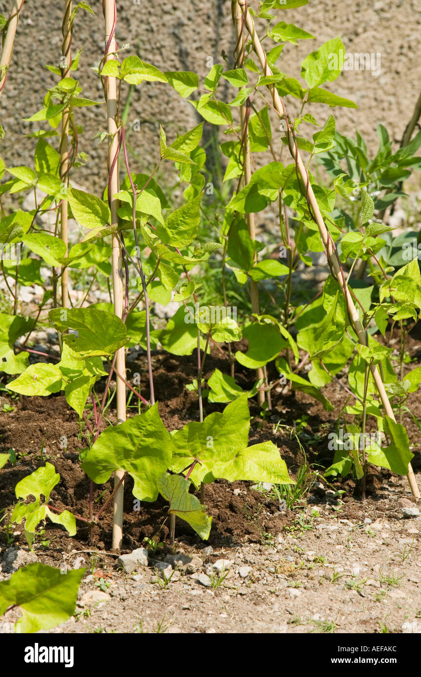 runner beans growing up canes on an allotment, Ambleside, Cumbria, UK ...