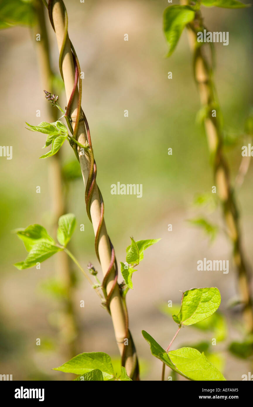 runner beans growing up canes on an allotment, Ambleside, Cumbria, UK ...